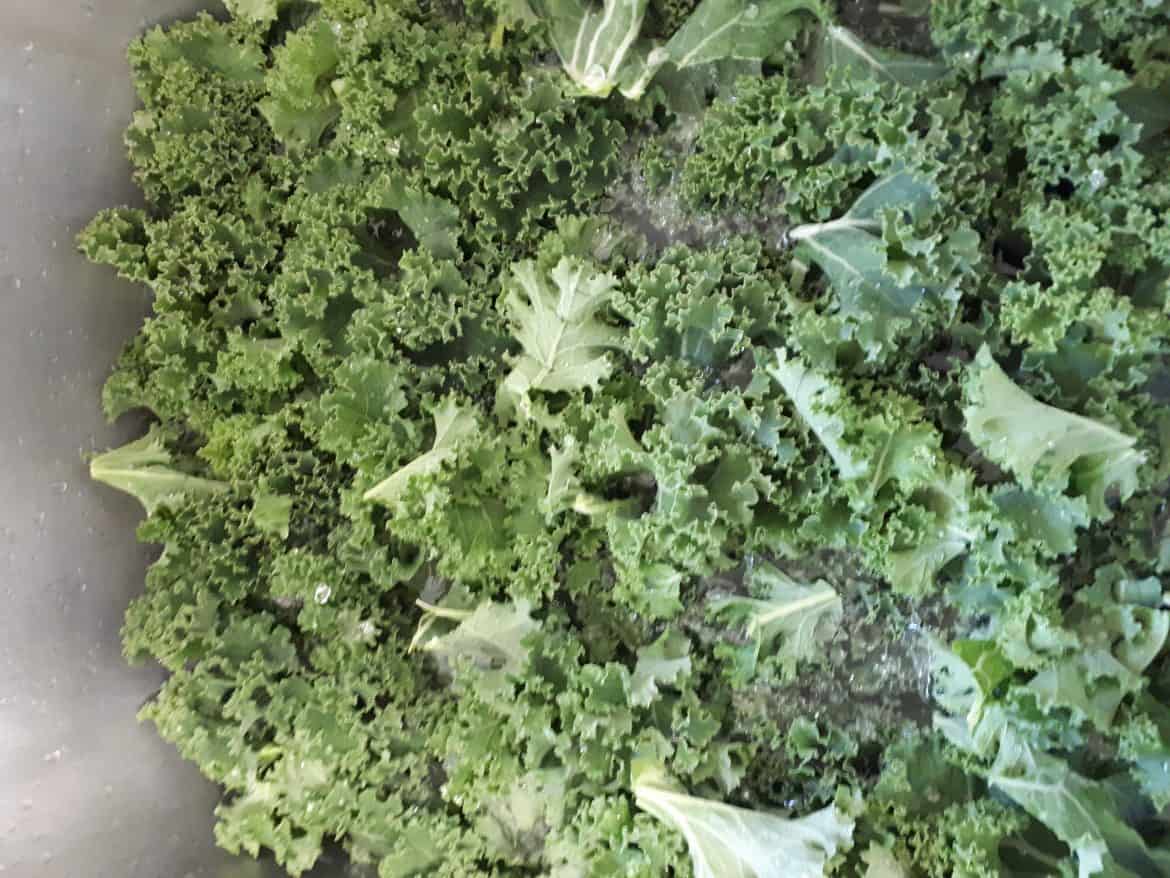 Easy Cheesy Kale Chips - Crispy Kale Baked In The Oven! - Just Living A ...