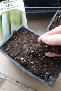 How To Grow Leeks From Seed - Step By Step Instructions! - Just Living ...