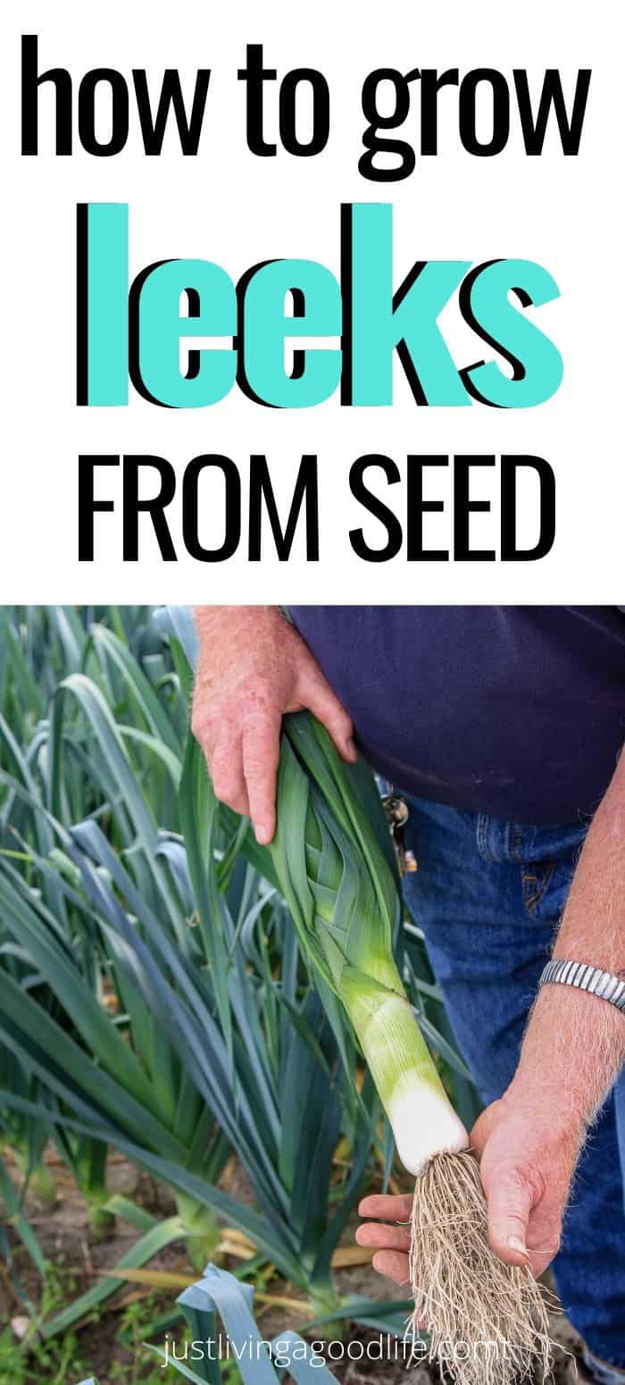 How To Grow Leeks From Seed - Step By Step Instructions! - Just Living ...